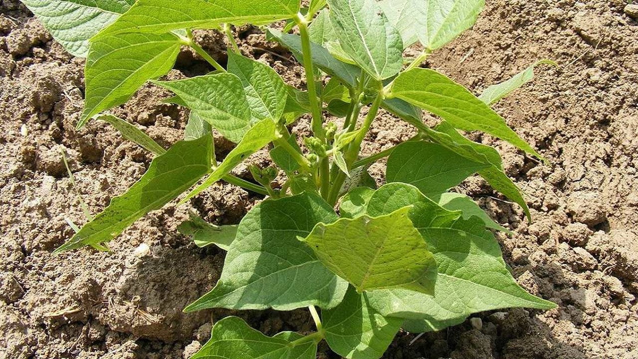 Beanstalk Yeniden Filizleniyor - Coin Mühendisi